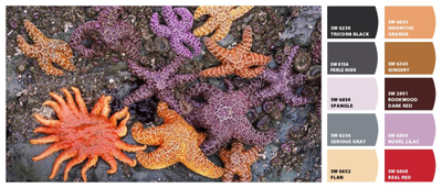 15 Color Palettes Inspired by the Ocean - The Cameron Team