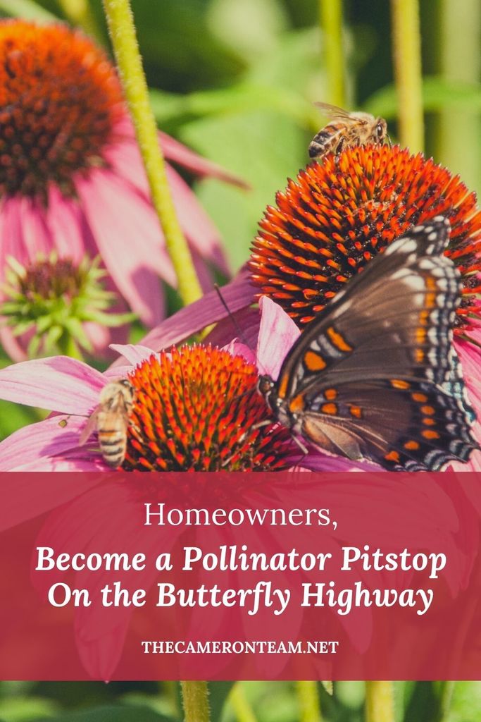 Homeowners, Become a Pollinator Pitstop On the Butterfly Highway