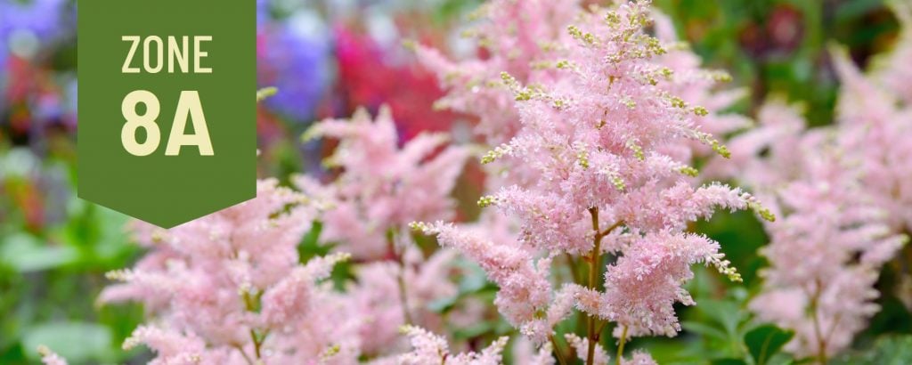 10 of the Best Shade-loving Plants for Zone 8a | Wilmington NC Gardening