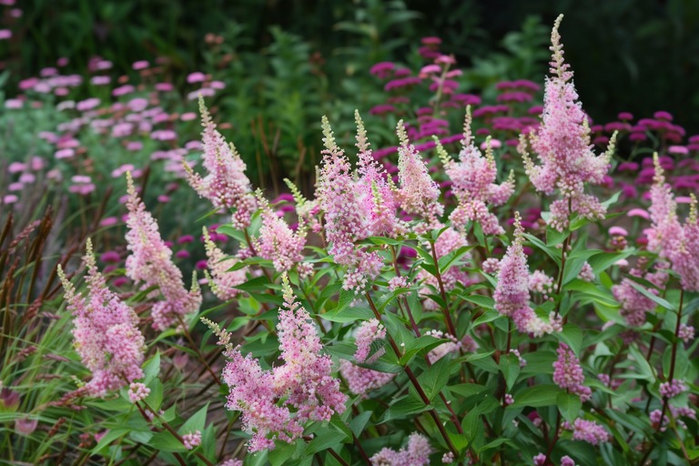 The Overlooked Native Marvel: Steeplebush (Spiraea tomentosa) in ...