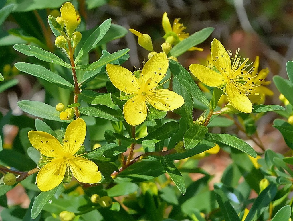 North Carolina Native Plants: St. Andrew's Cross (Hypericum hypericoides)