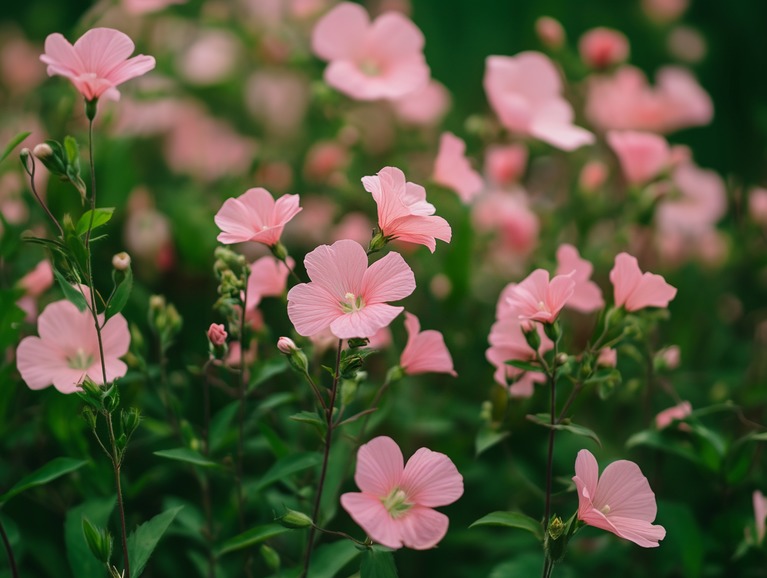 Native Seashore Mallow: History, Benefits, and Growing Tips